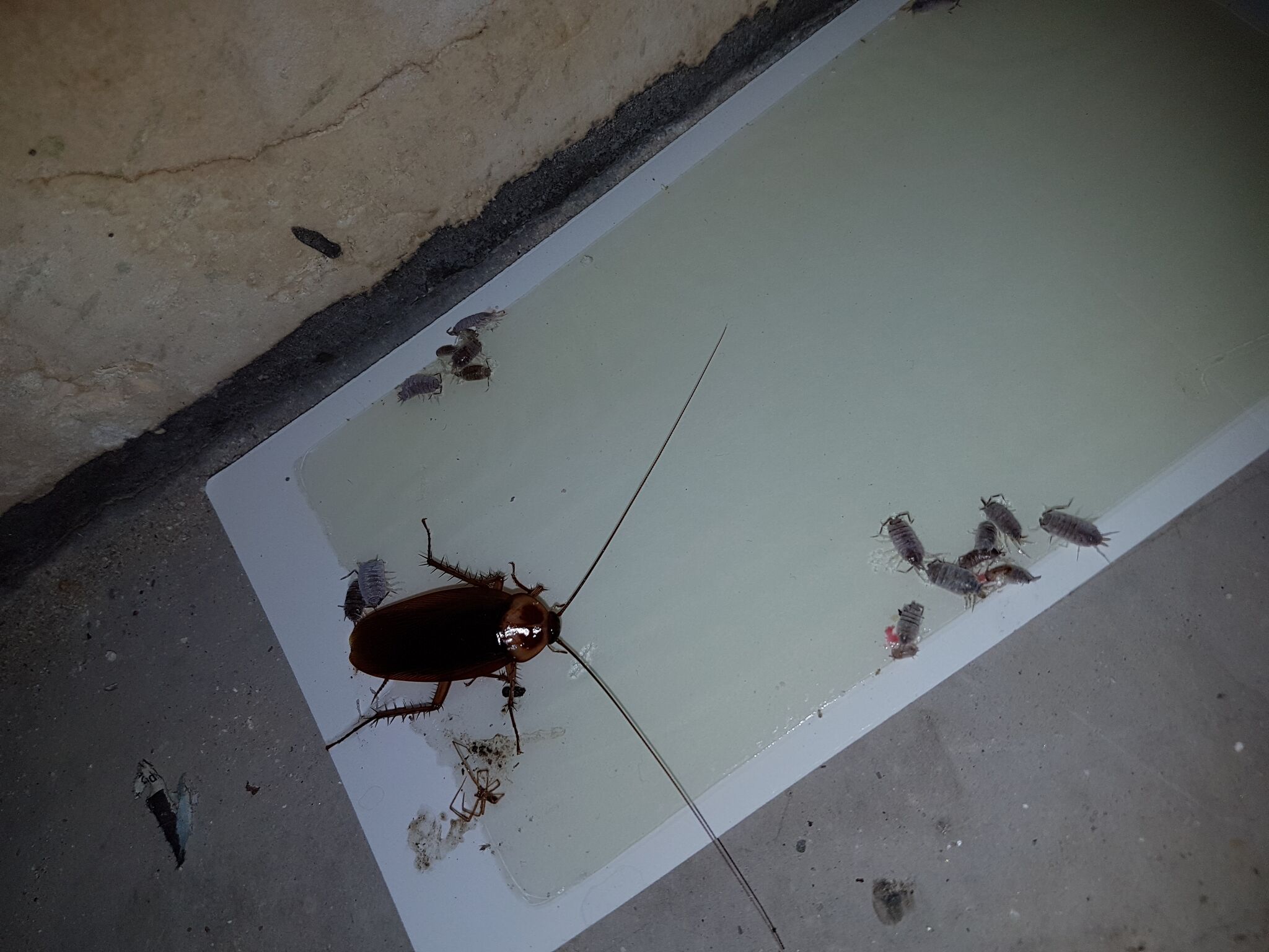 Produits anti cafards pour la désinsectisation