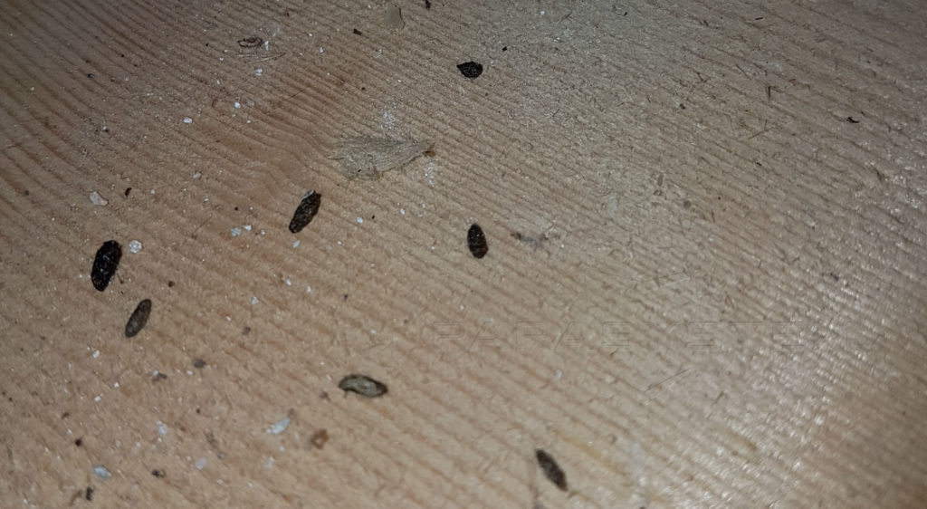 Comment éradiquer les rats